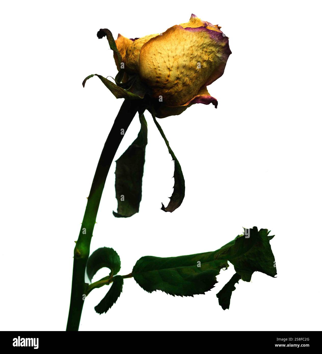 Botanical stem decor Cut Out Stock Images & Pictures - Alamy