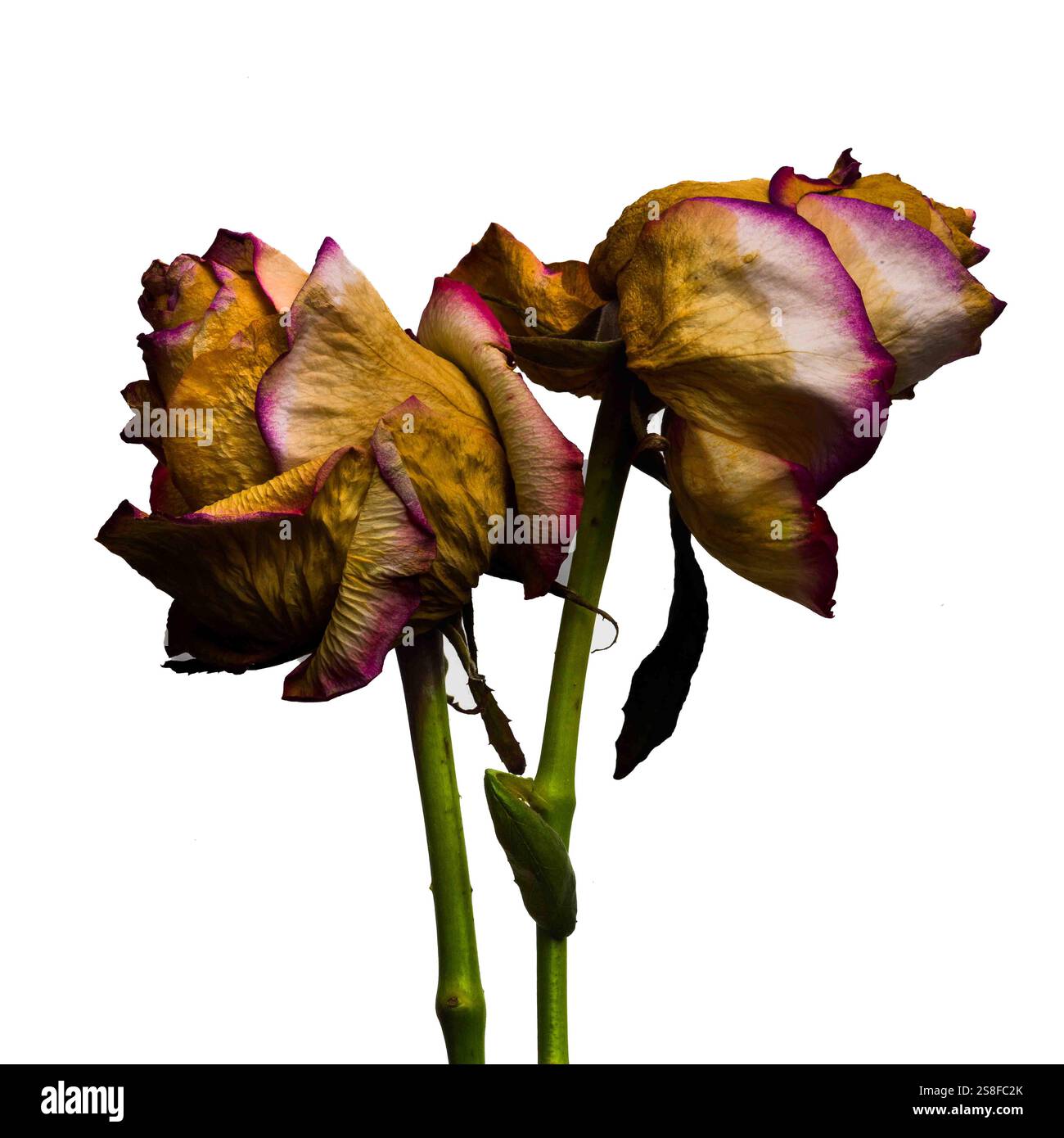 Vibrant floral illustration Cut Out Stock Images & Pictures - Alamy