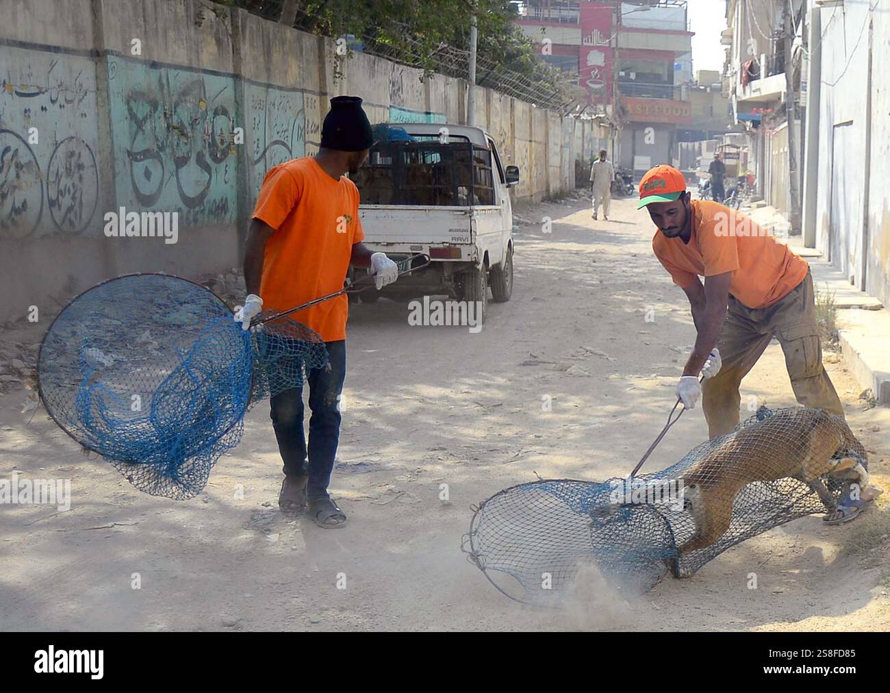 Workers of Rabies Control Program Sindh (RCPS) busy in catching stray ...