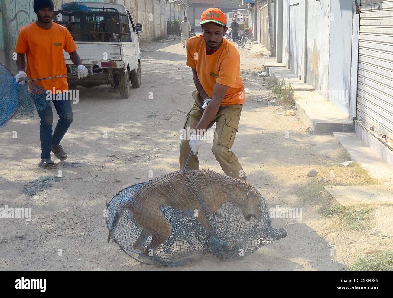 Workers of Rabies Control Program Sindh (RCPS) busy in catching stray ...