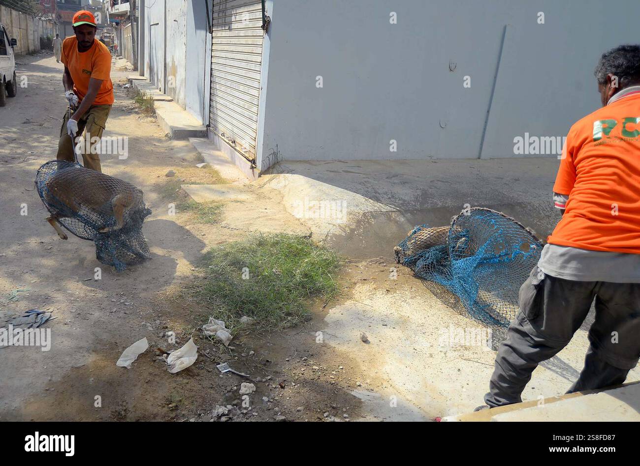 Workers of Rabies Control Program Sindh (RCPS) busy in catching stray ...