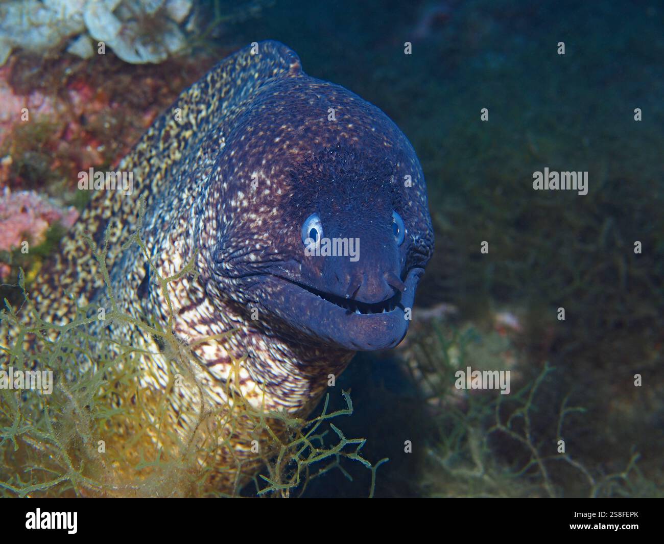 Muraena helena - Mediterranean moray Stock Photo - Alamy