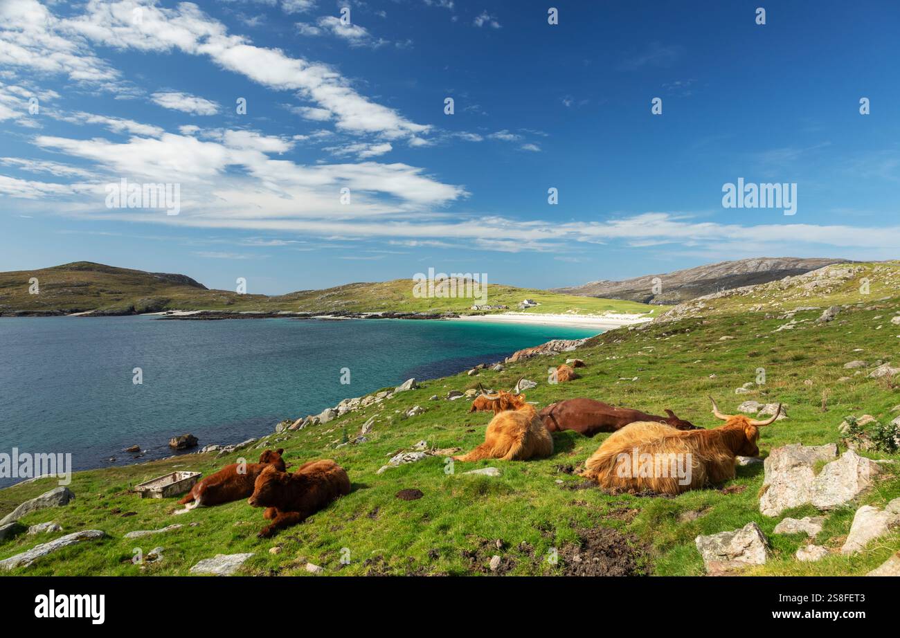 Highland Cow with Hushinish Beach in background, Hushinish, Isle of ...