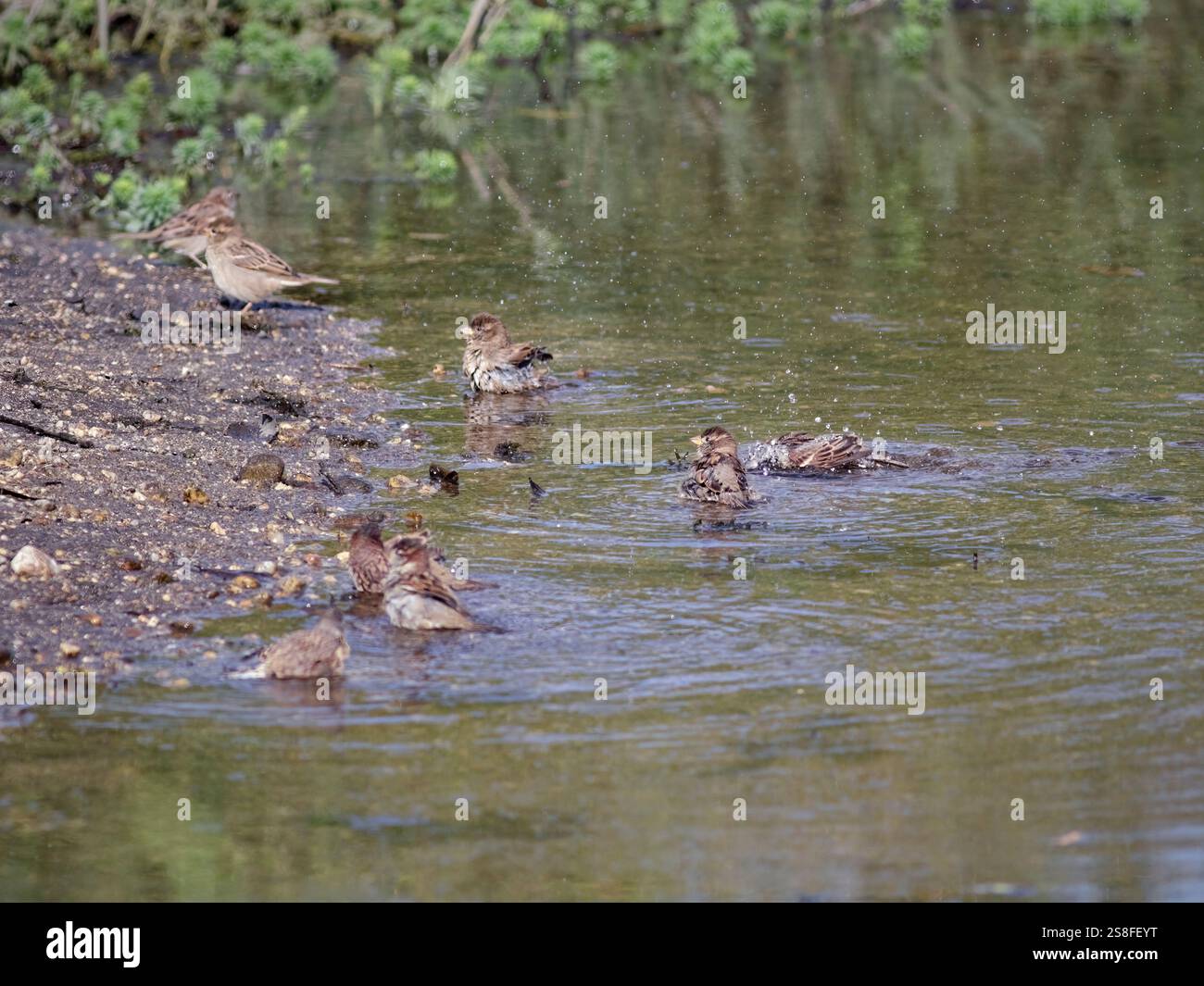 Flock of common sparrows taking bath in the river. Early autumn, north ...