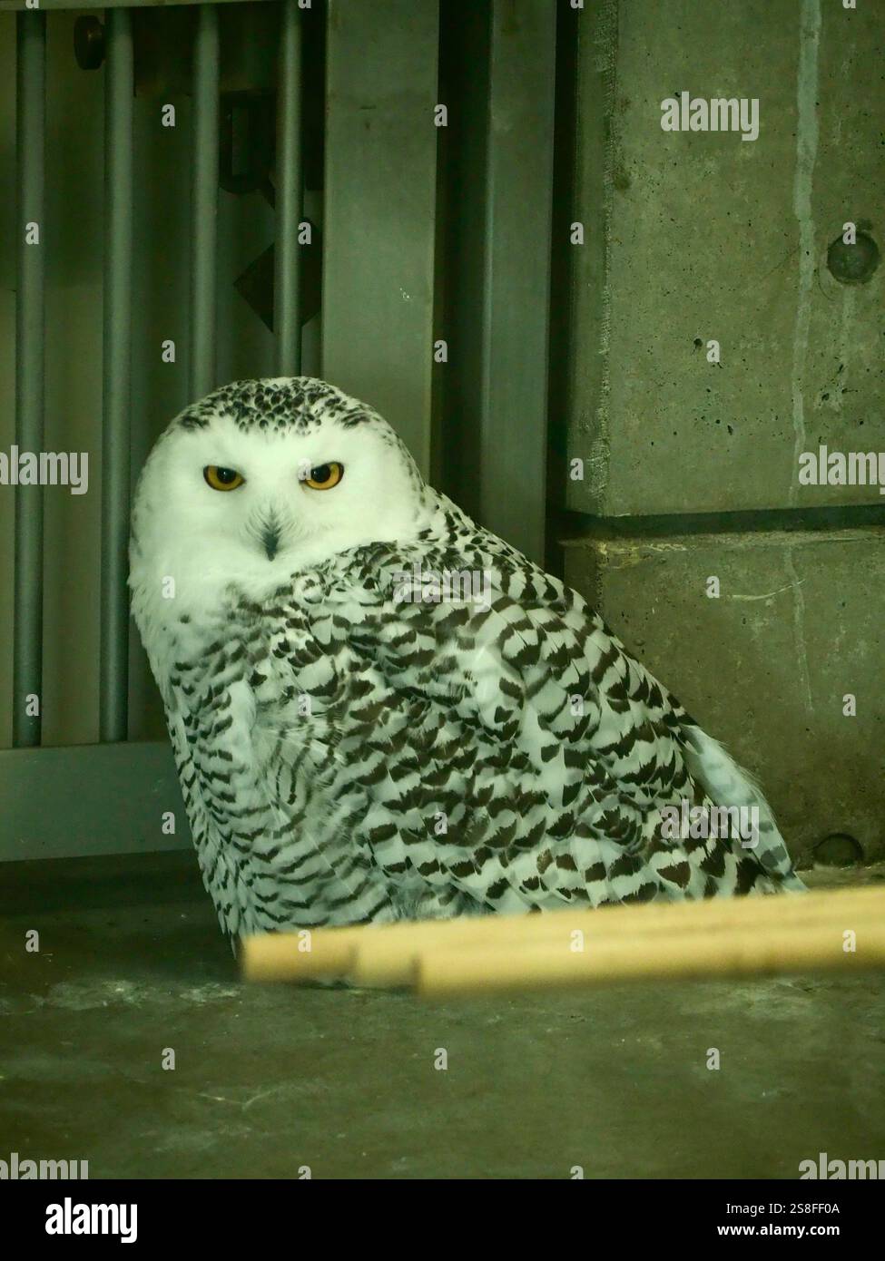 some animals in Osaka Tennoji Zoo Stock Photo - Alamy