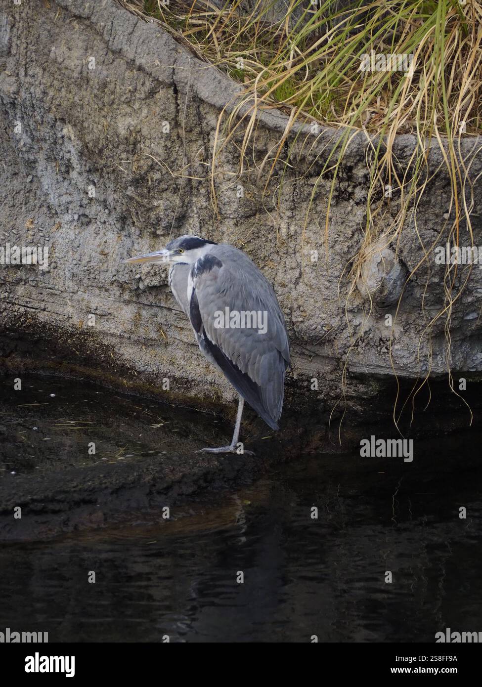 some animals in Osaka Tennoji Zoo Stock Photo - Alamy