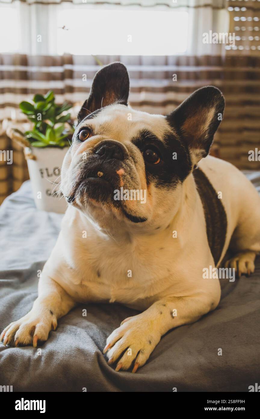 Family with dog in house hi-res stock photography and images - Alamy