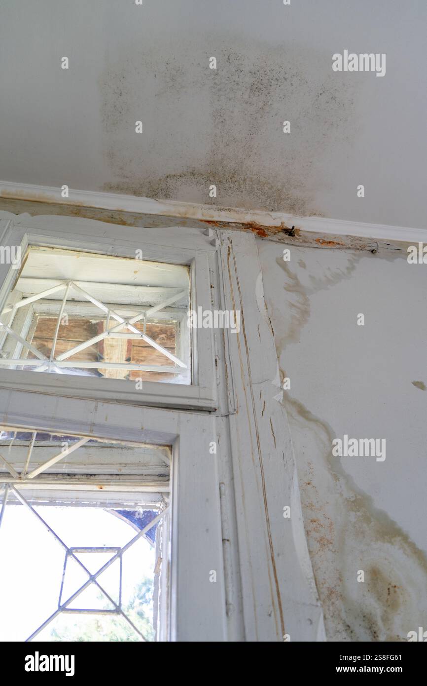 Mold in the house near the white window on the wet wall inside the ...