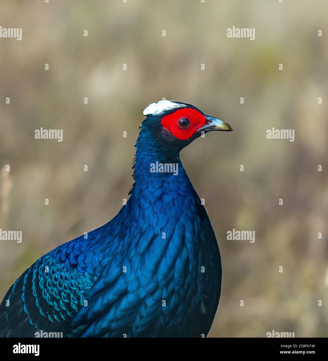 Edwards‘s pheasant (Lophura edwardsi Stock Photo - Alamy
