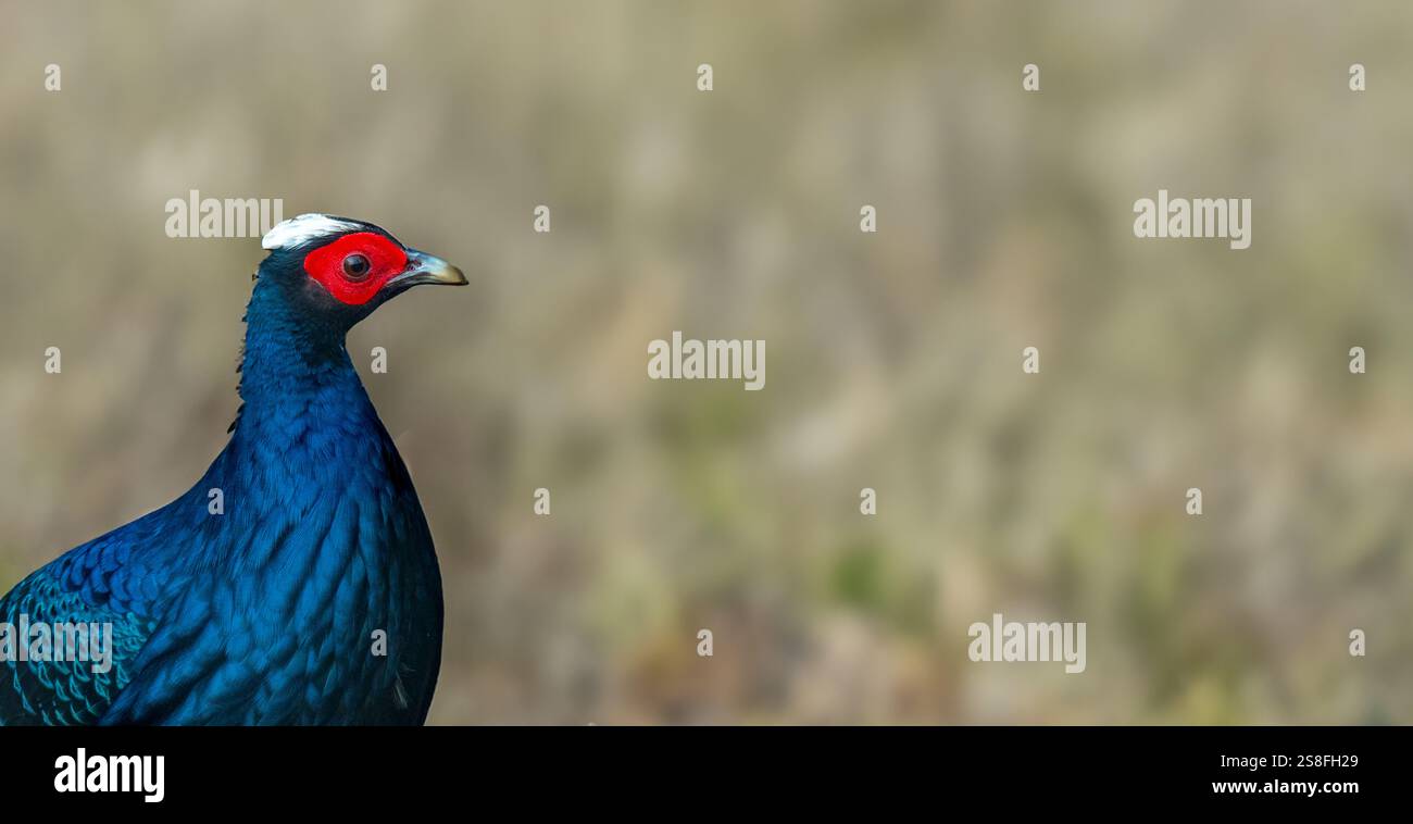 Edwards‘s pheasant (Lophura edwardsi Stock Photo - Alamy