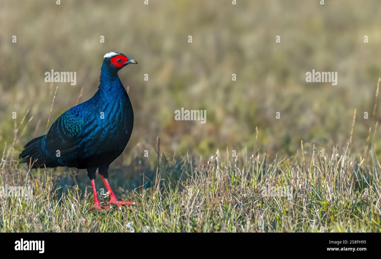 Edwards‘s pheasant (Lophura edwardsi Stock Photo - Alamy