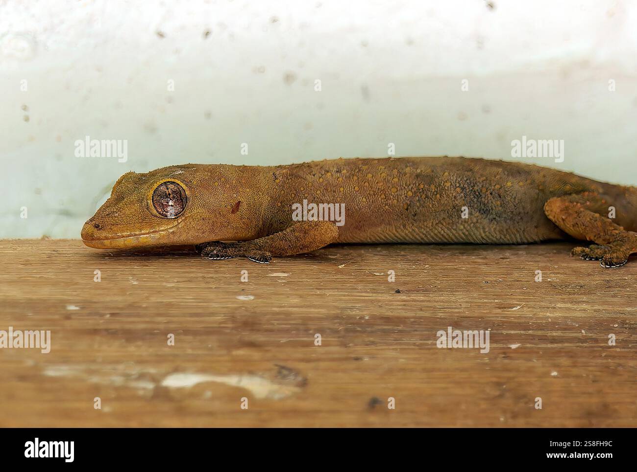 tropical house gecko, hémidactyle commun, Hemidactylus mabouia ...