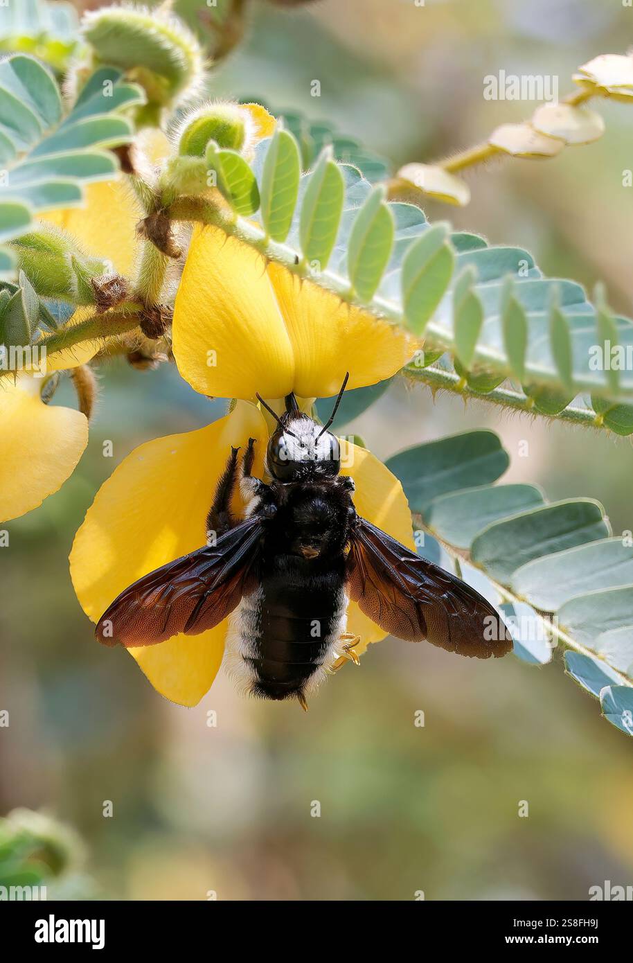 Black-and-white Carpenter, Carpenter bee, Xylocopa nigrita, fadongó ...