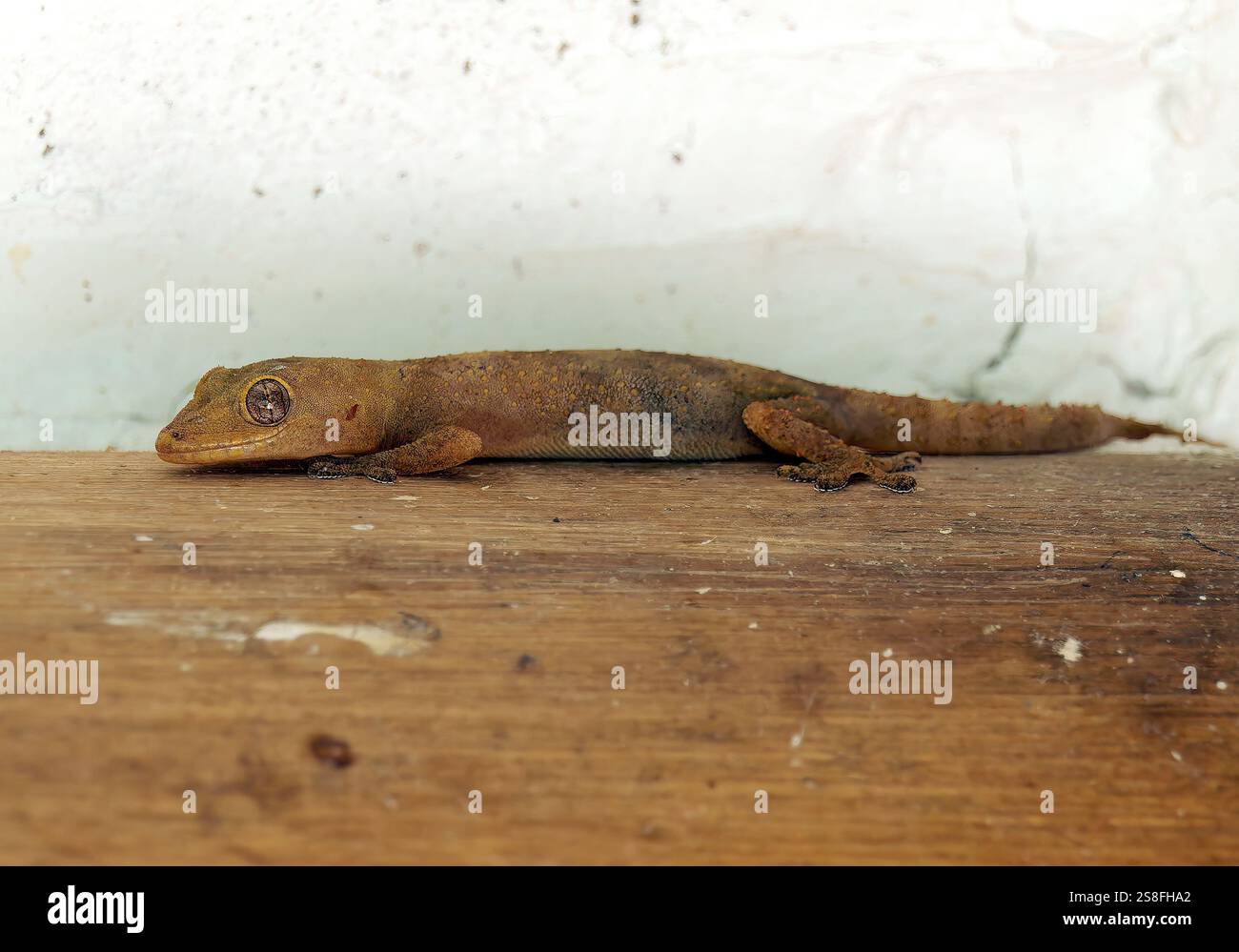 tropical house gecko, hémidactyle commun, Hemidactylus mabouia ...