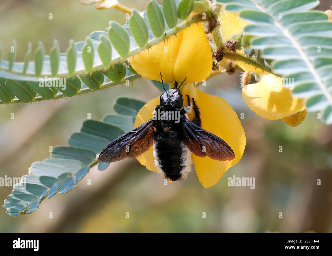 Black-and-white Carpenter, Carpenter bee, Xylocopa nigrita, fadongó ...