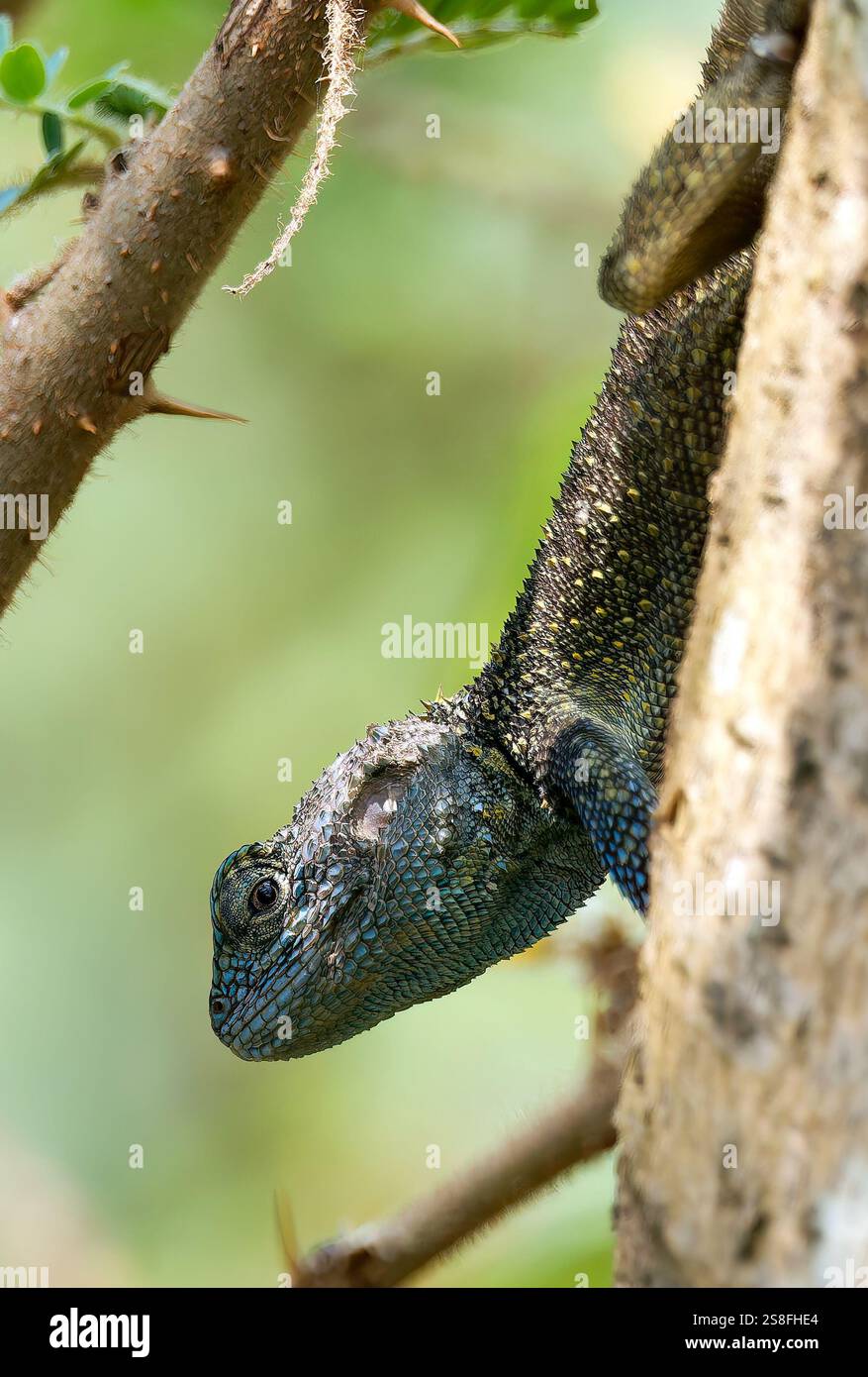 Uganda blue-headed tree agama, Acanthocercus ugandaensis, ugandai ...