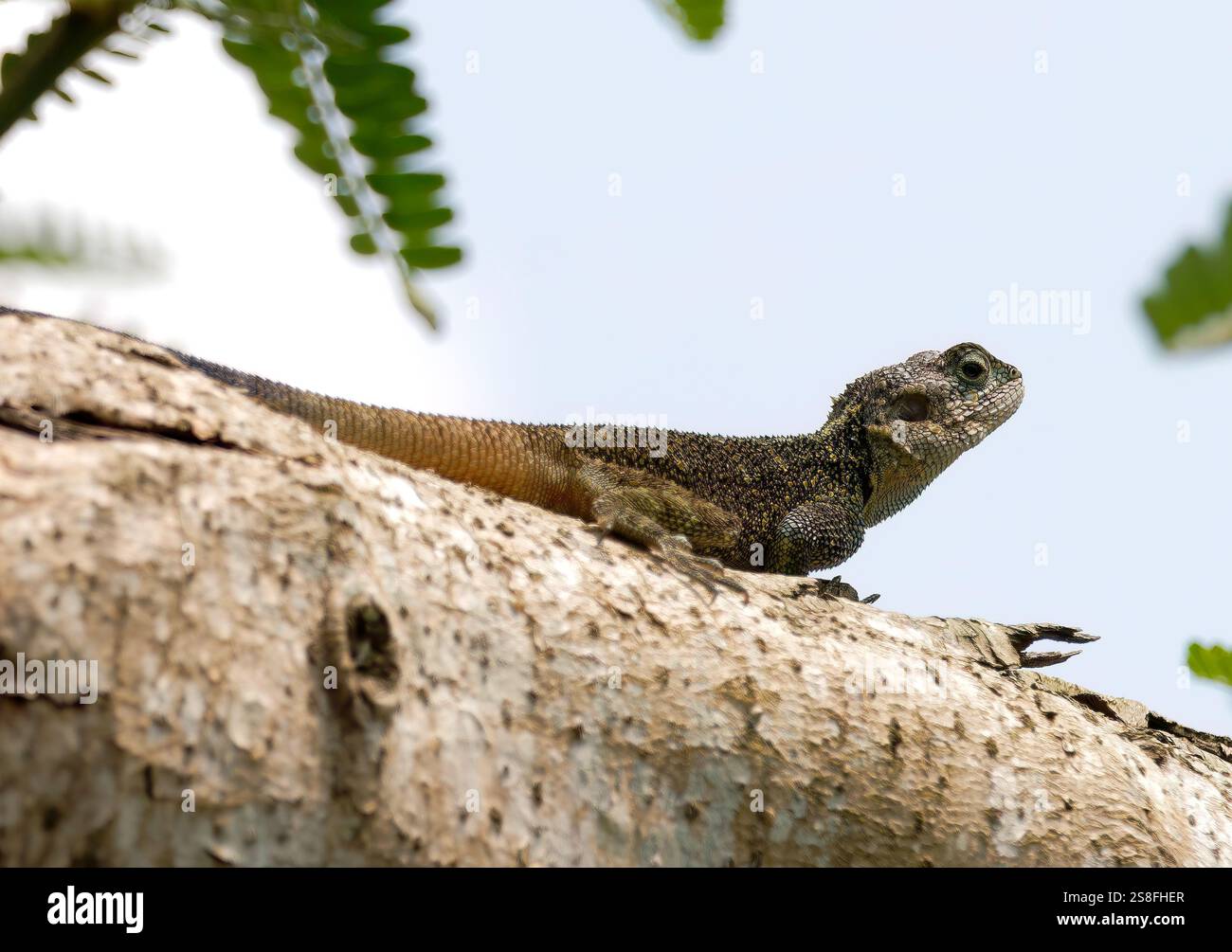 Uganda blue-headed tree agama, Acanthocercus ugandaensis, ugandai ...