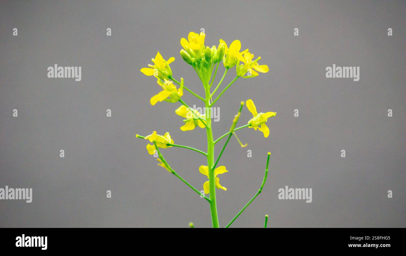 Brassica rapa (Sawi bunga, turnip rape, field mustard, bird's rape ...