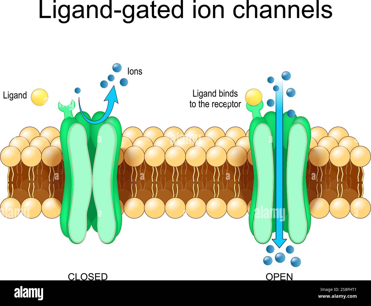 Ligand-gated ion channels. Ligand binding, Neurotransmitter receptors. Gating mechanism. Vector ...
