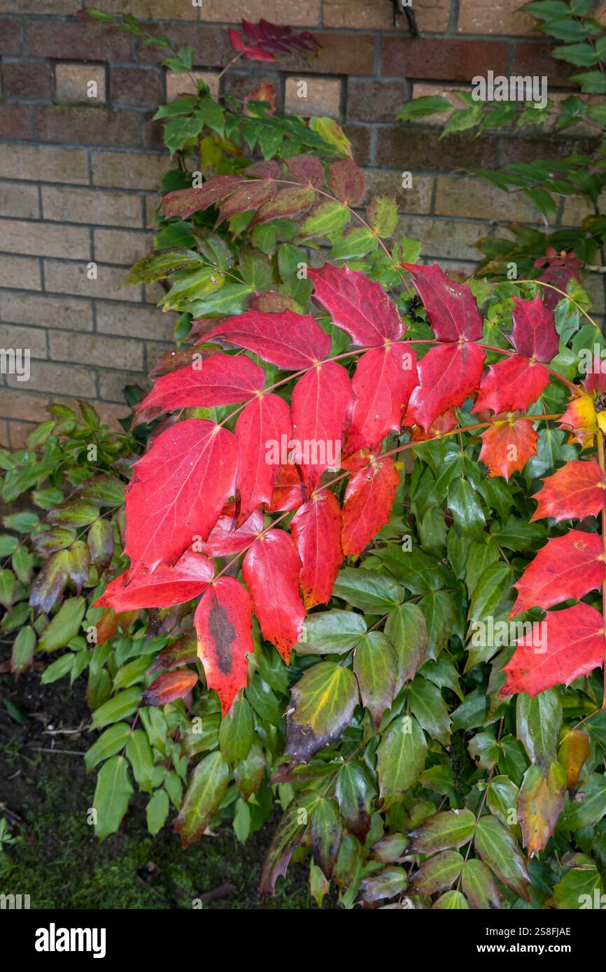Japanese mahonia in winter colour hi-res stock photography and images ...