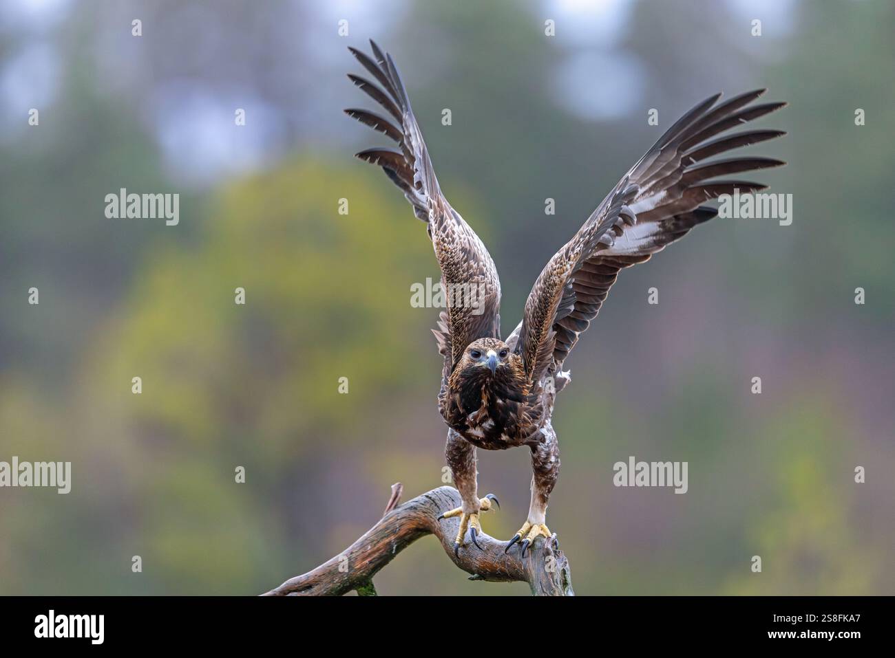 European golden eagle (Aquila chrysaetos chrysaetos) immature taking ...