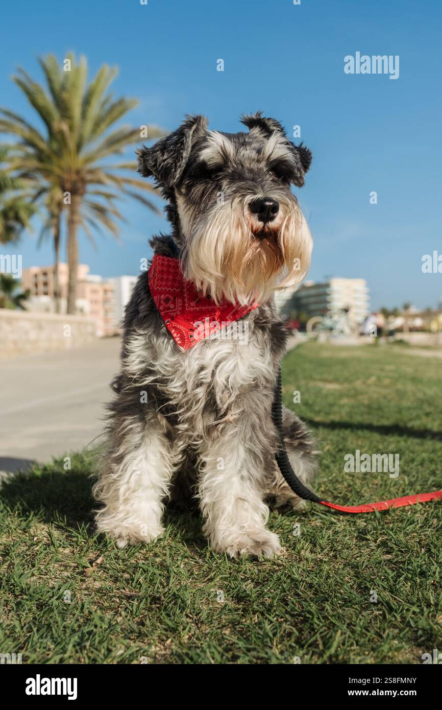A playful Schnauzer dog with a red bandana sits on green grass during a ...