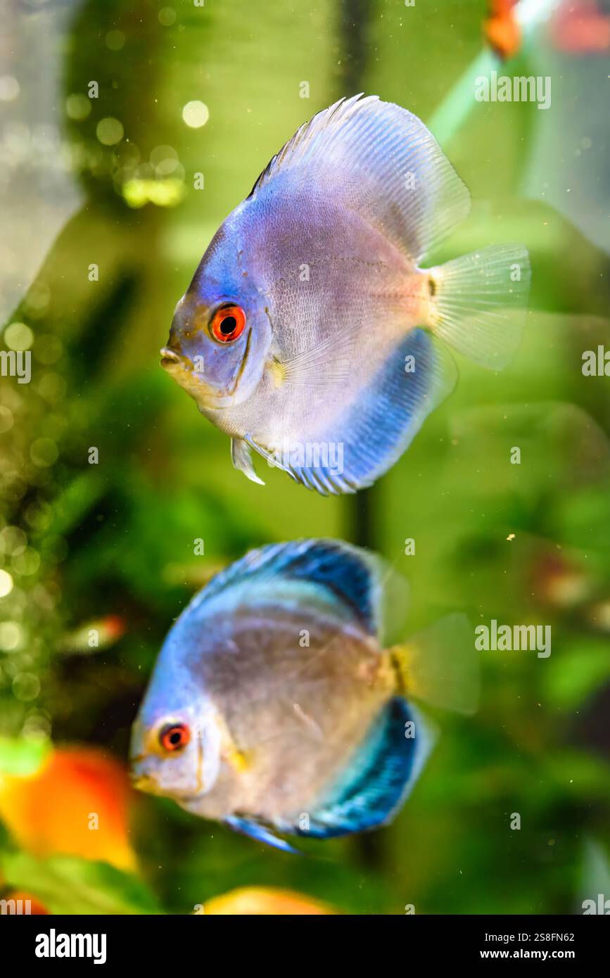 Two colorful discus fish swimming gracefully in a freshwater aquarium ...