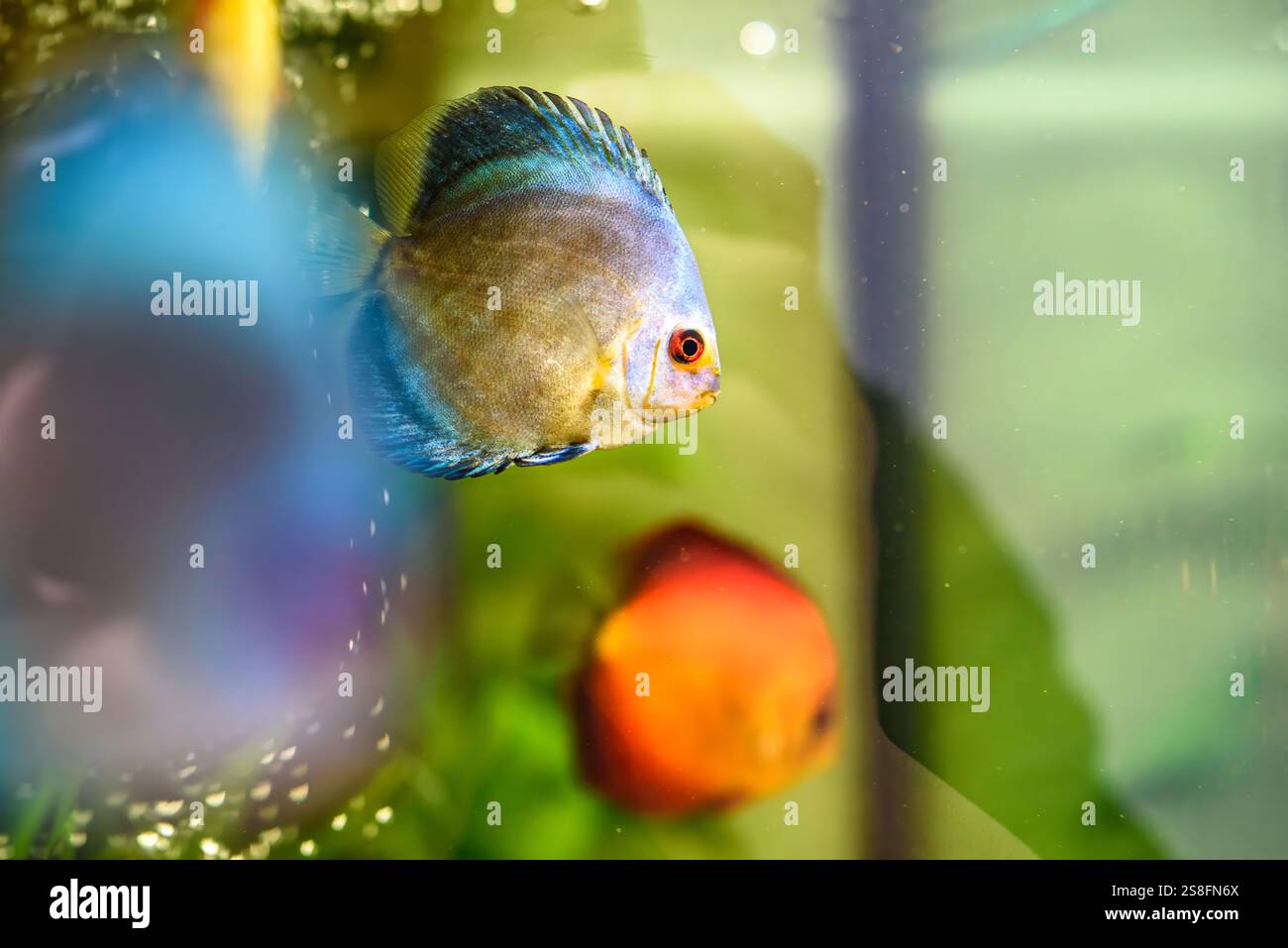 Vibrant tropical discus fish swim in the clear waters of a freshwater ...