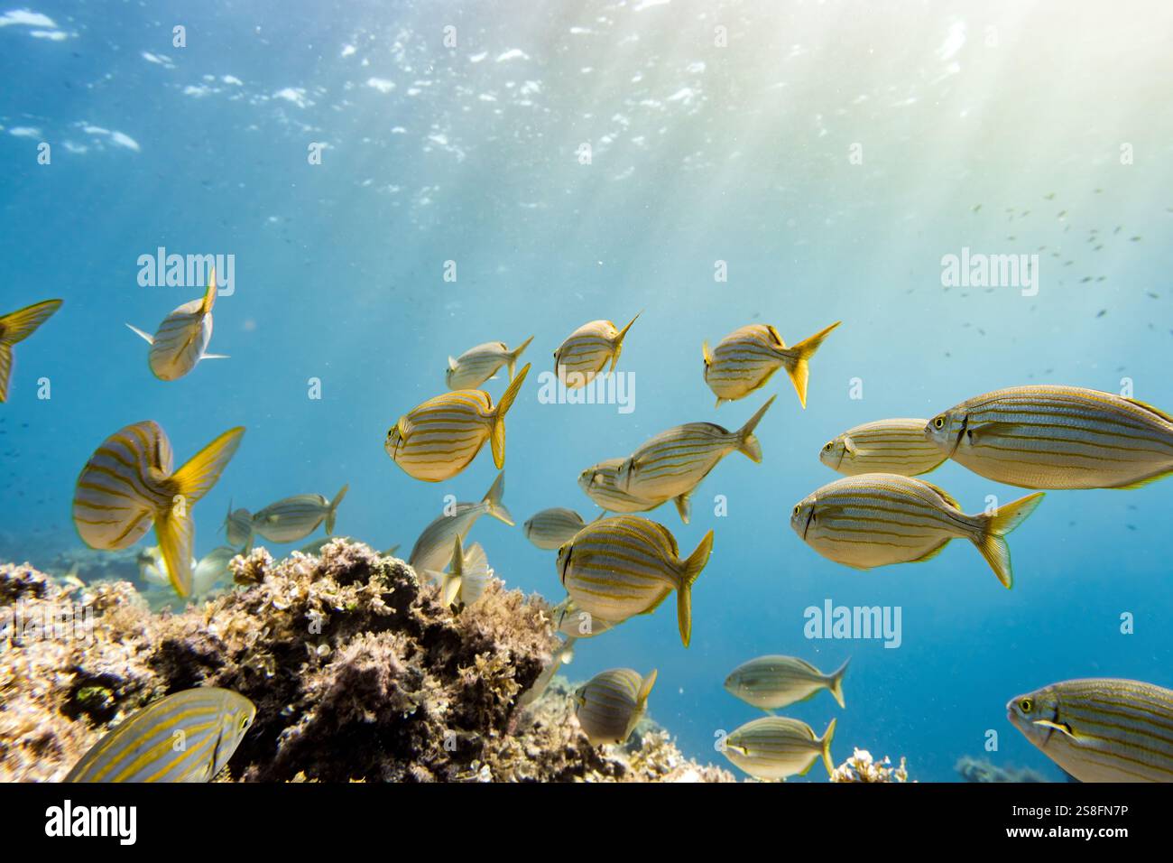 A striking underwater scene captures a school of Salema fish gracefully ...