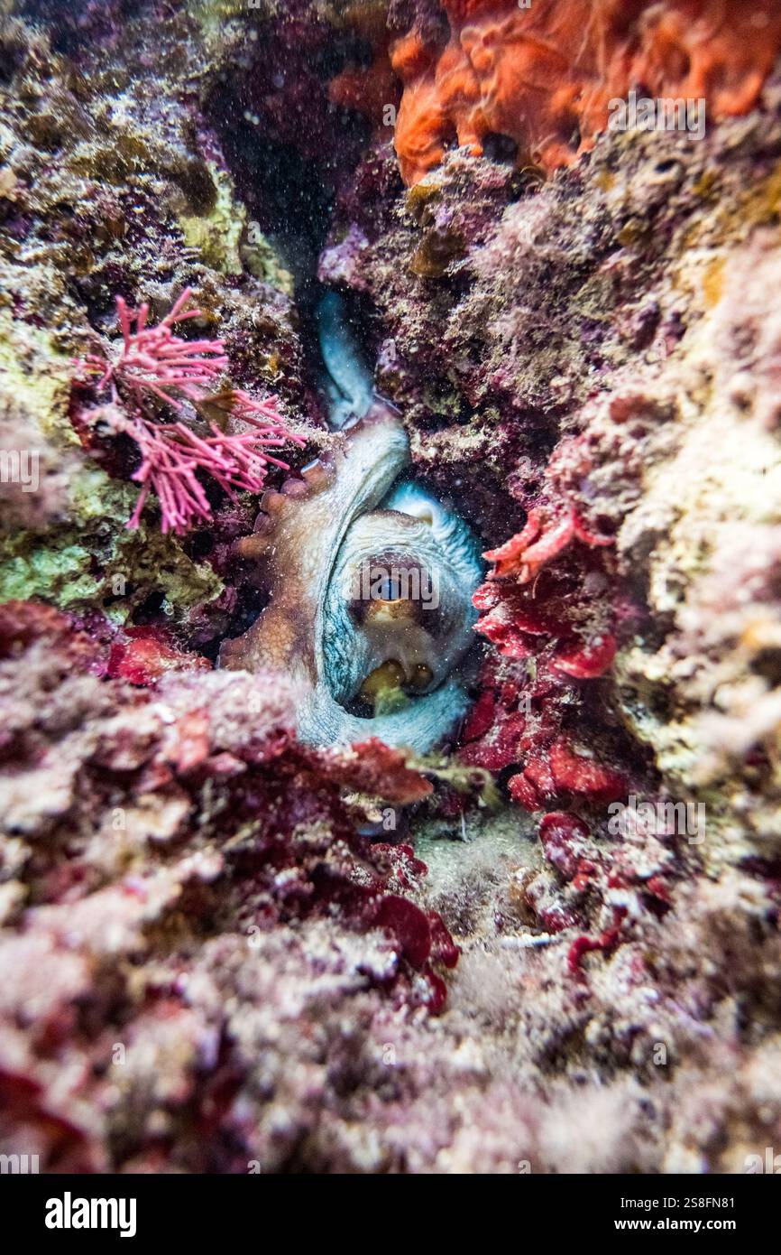 A vivid photograph capturing an octopus expertly camouflaged among the ...