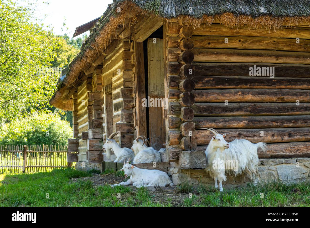 Farm animals in traditional village in Poland Stock Photo - Alamy