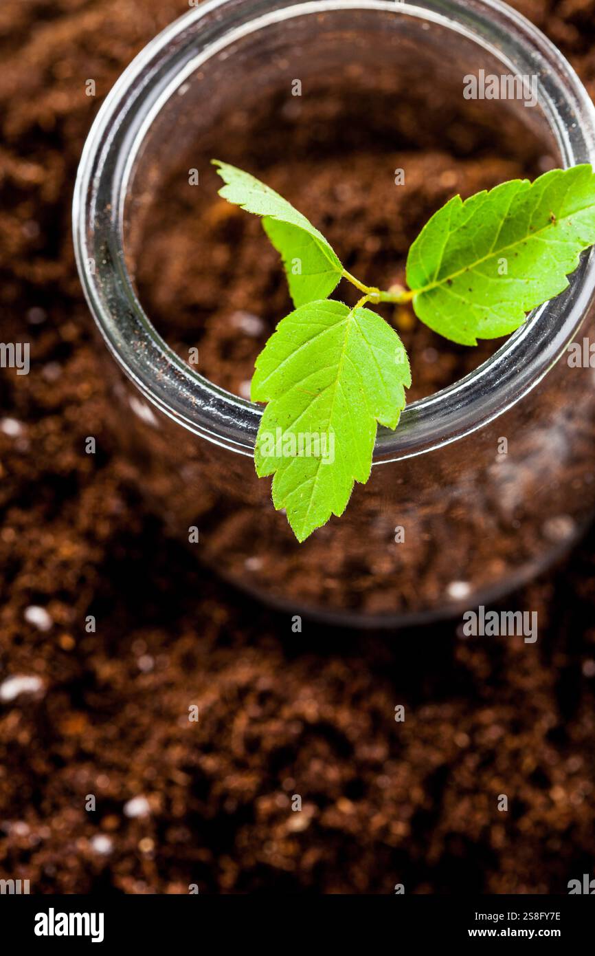 Green sprout growing from seed in organic soil Stock Photo - Alamy