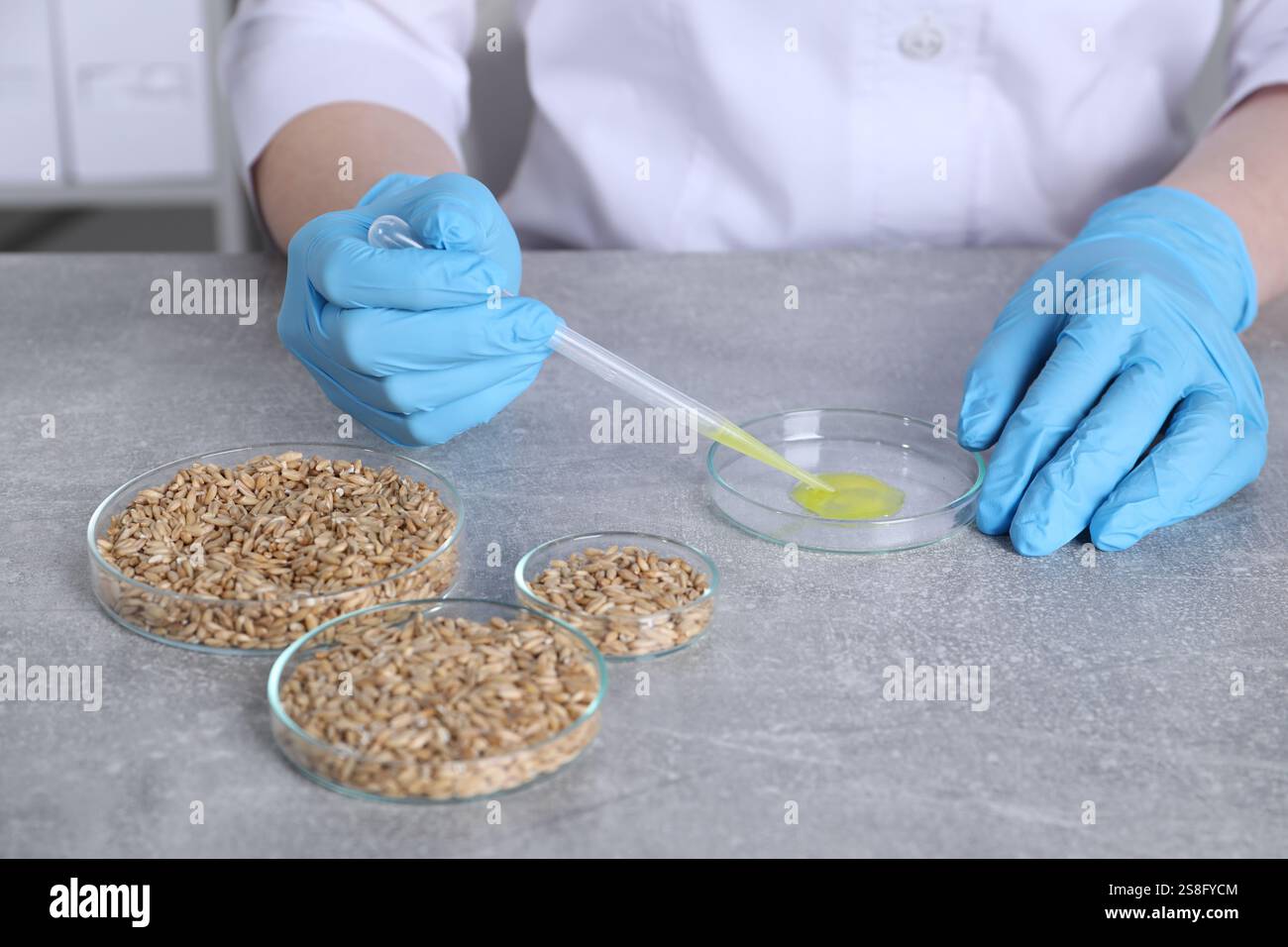 Laboratory testing. Scientist taking sample from petri dish at grey ...