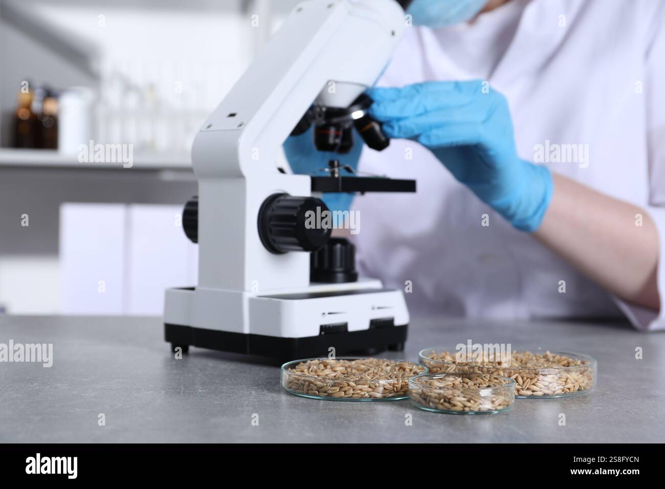 Laboratory testing. Scientist examining sample under microscope at grey ...