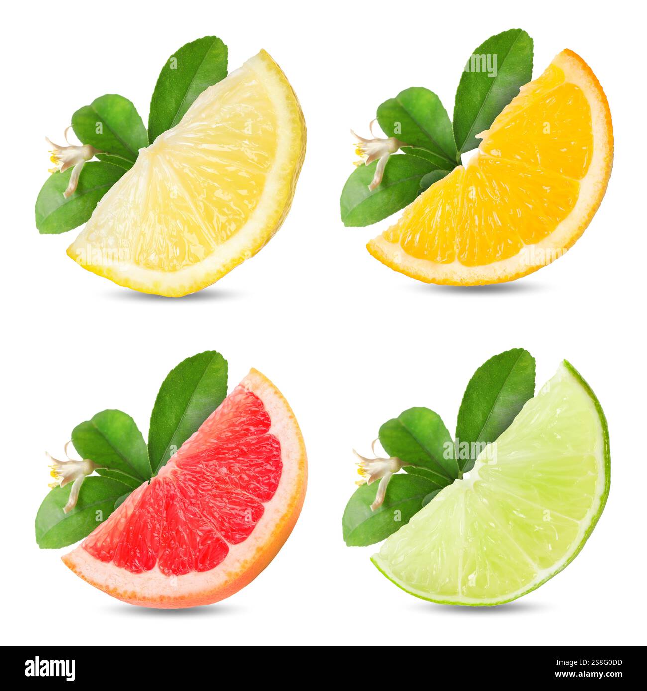 Citrus fruits slices and plant branches isolated on white, set Stock Photo - Alamy
