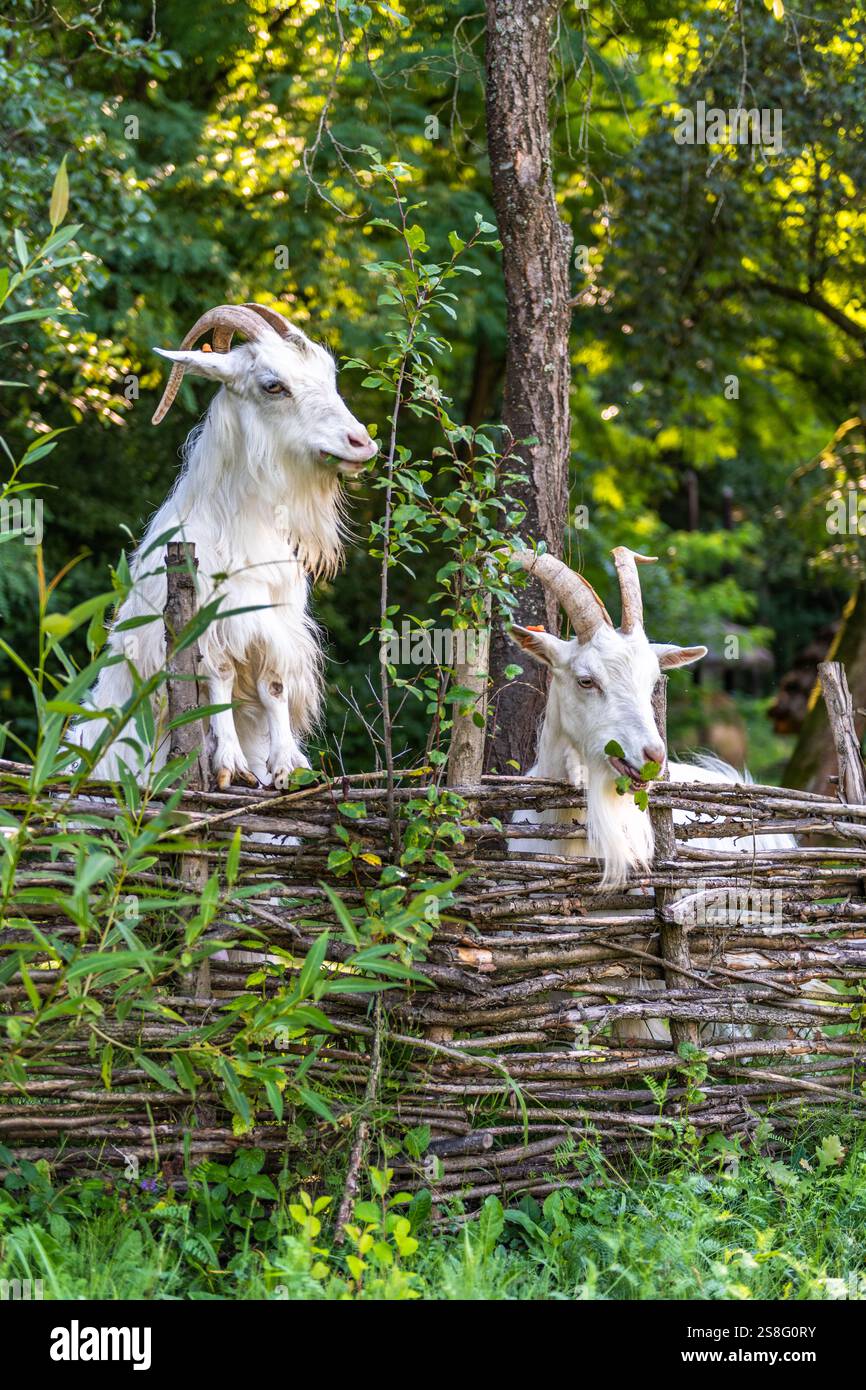 Farm animals in traditional village in Poland Stock Photo - Alamy
