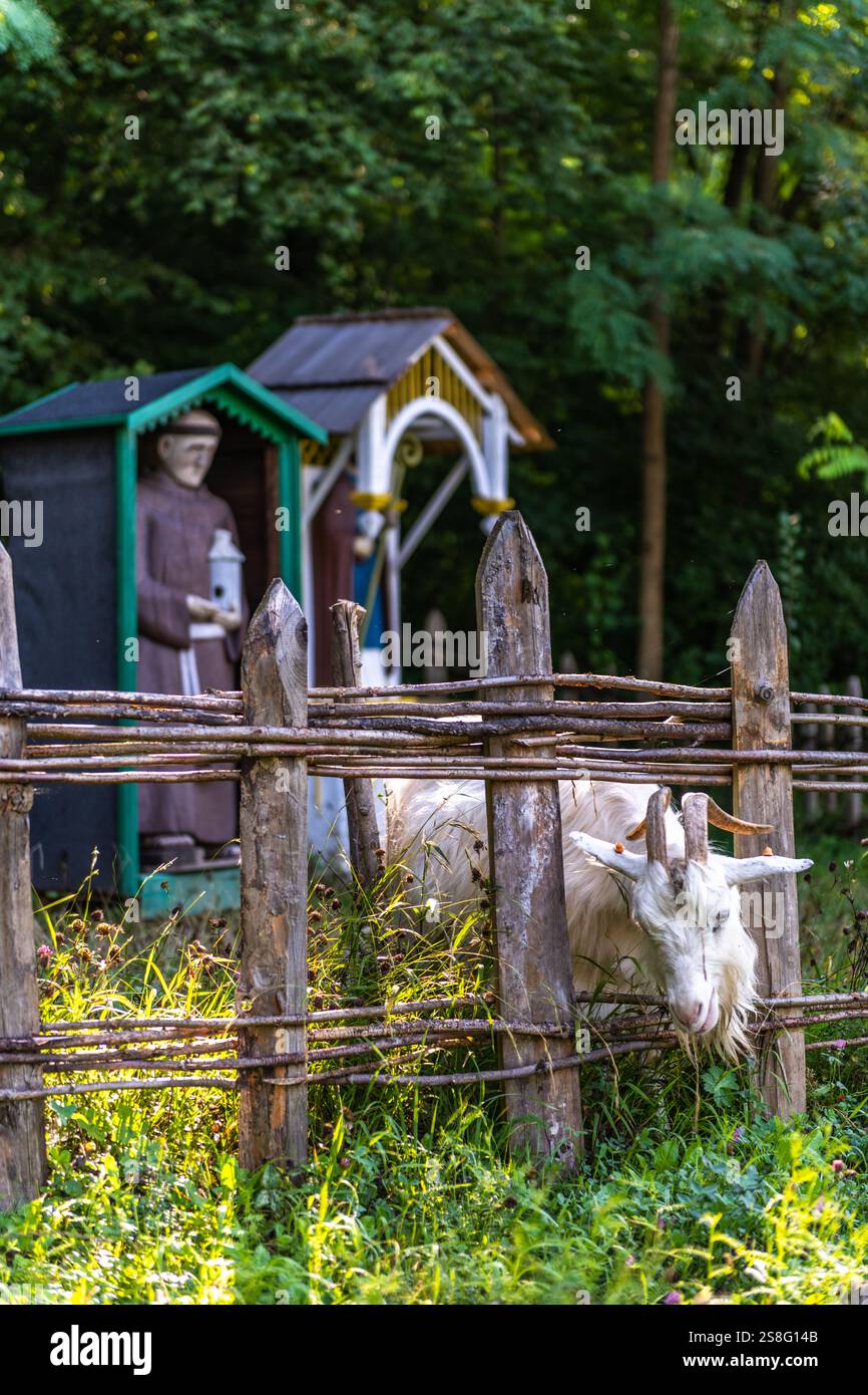 Farm animals in traditional village in Poland Stock Photo - Alamy