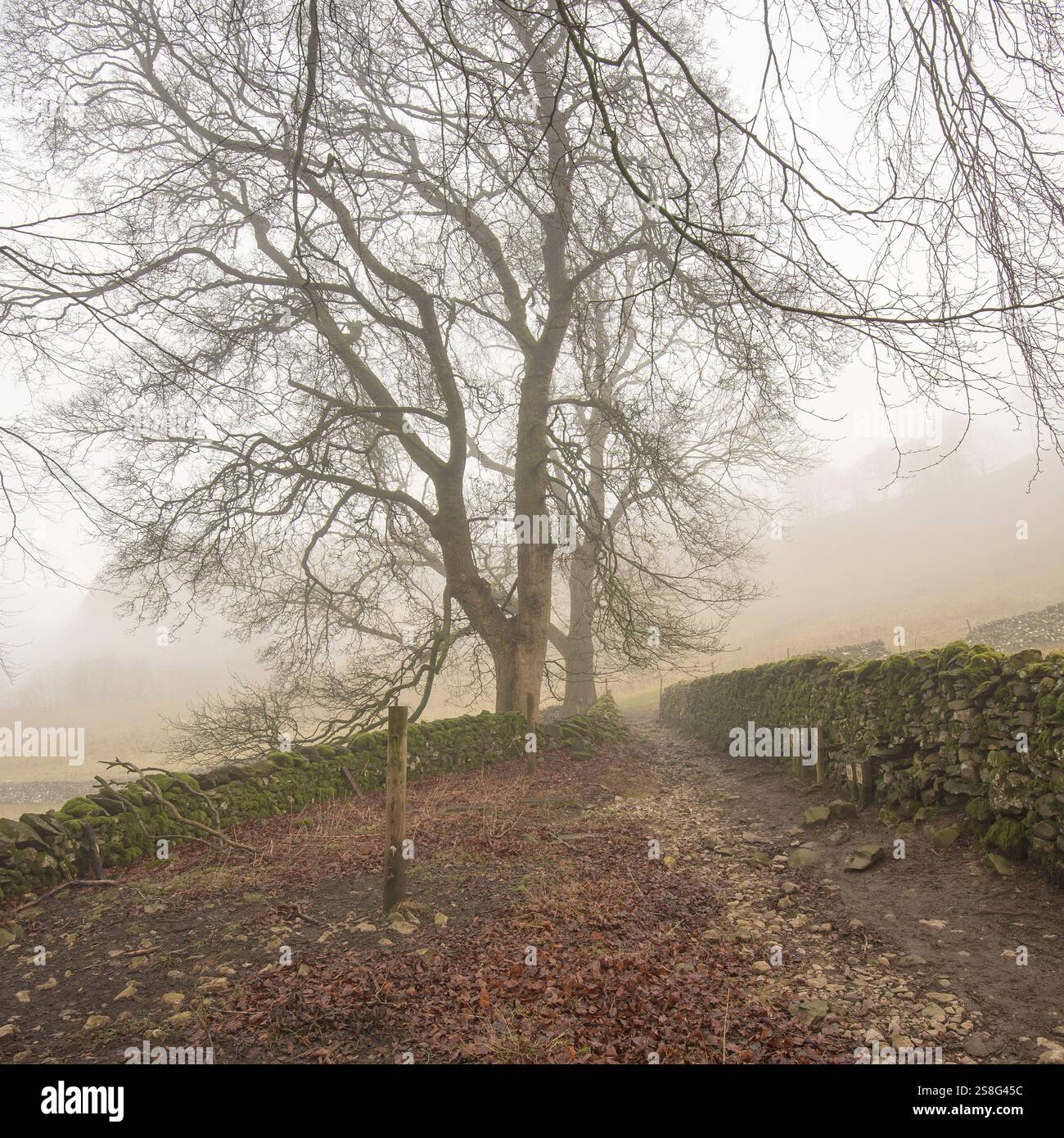 A misty January morning beyond Pike Lane in Langcliffe village in North ...