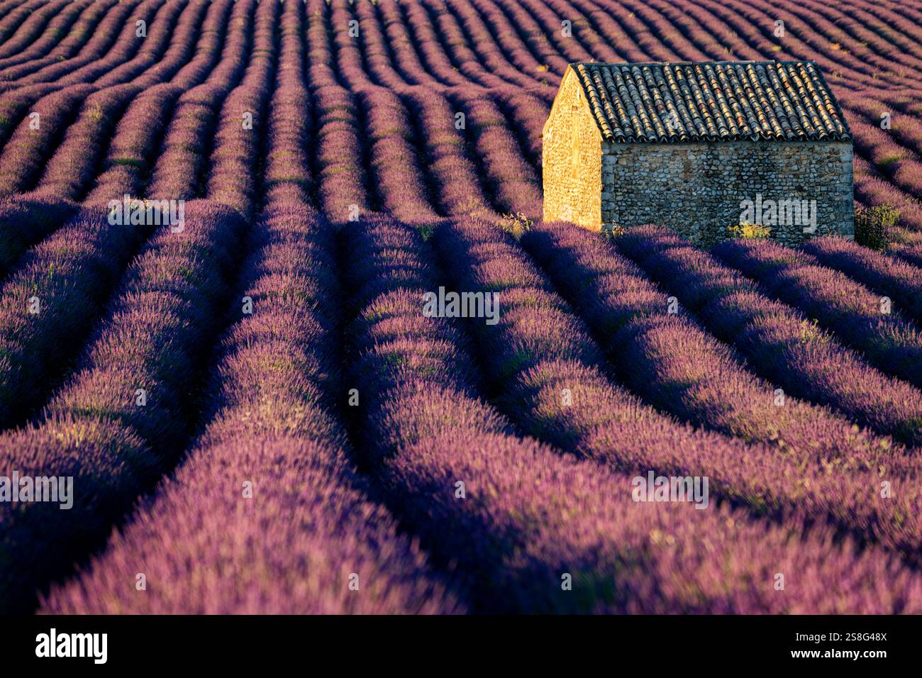 Field rows lavender in hi-res stock photography and images - Alamy