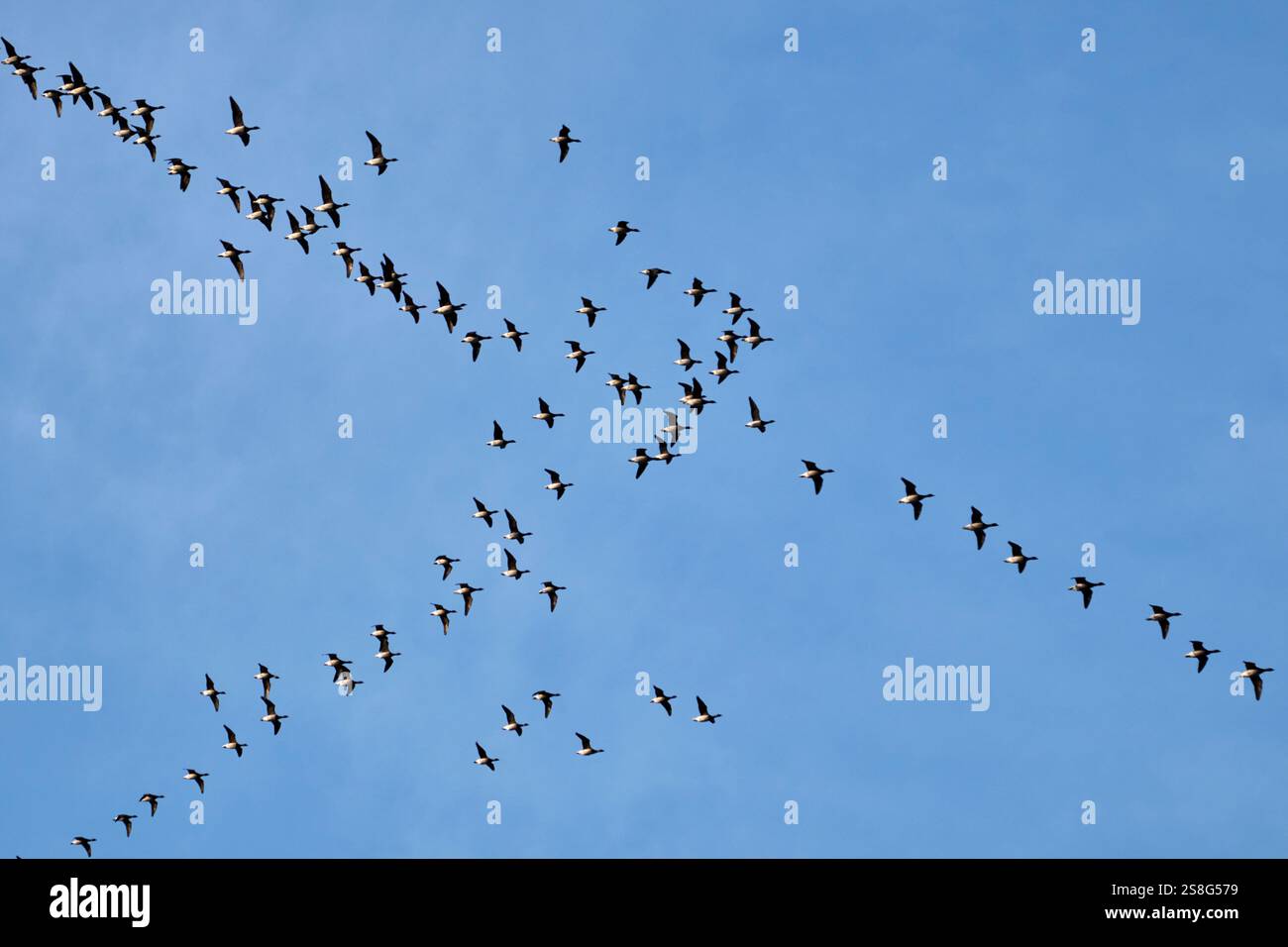 large flock of brent geese flying in v formation in blue sky above ...