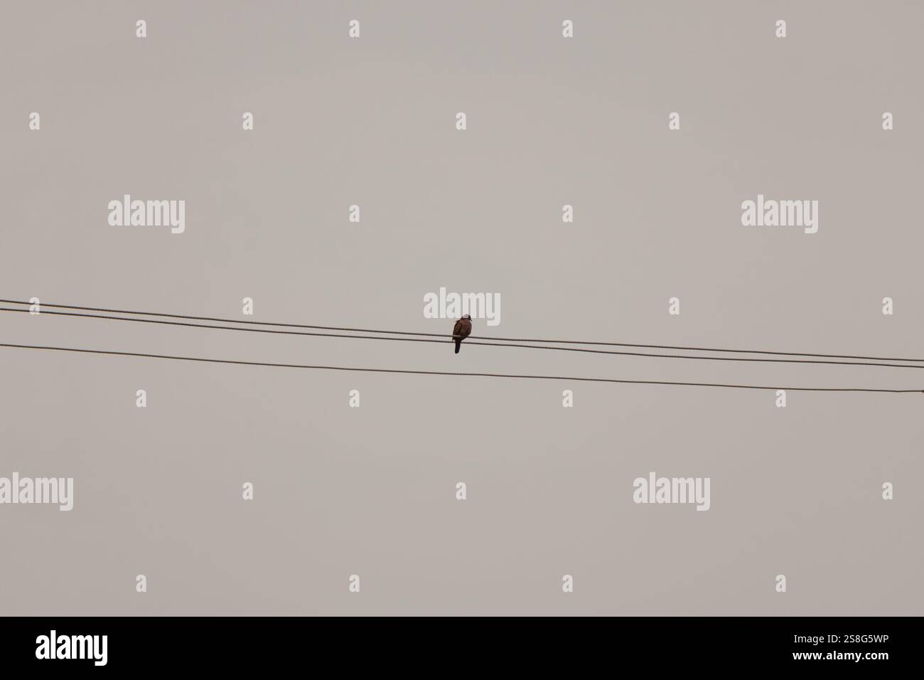 bird on the electric line Stock Photo - Alamy