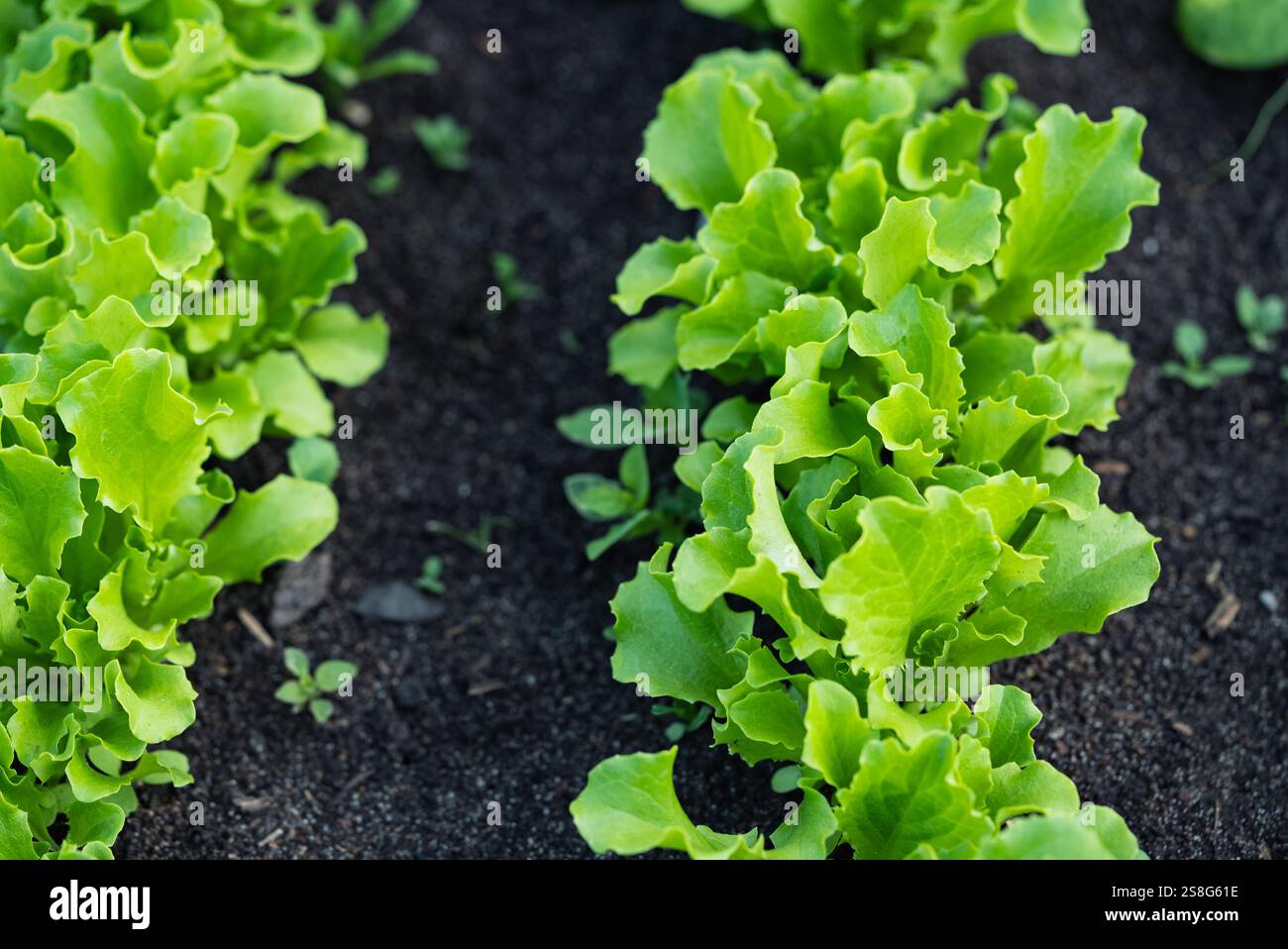 Lush green lettuce plants thrive in rows, showcasing vibrant leaves and ...