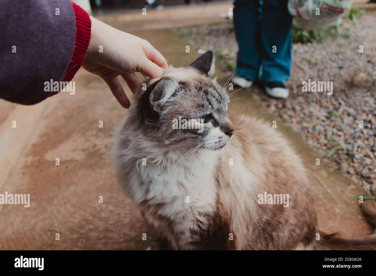 fluffy cat being petted on the head Stock Photo - Alamy