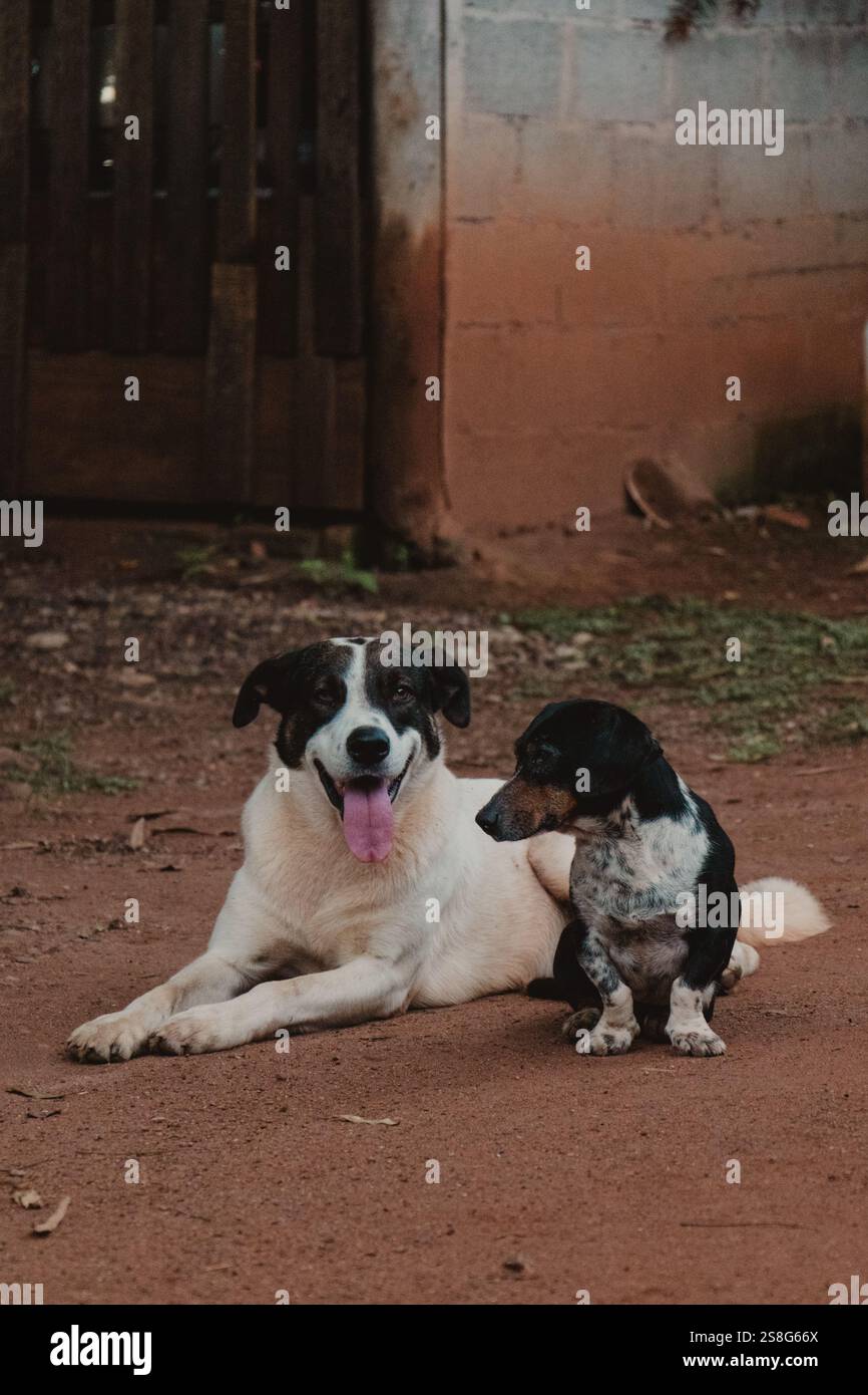 two cute dogs posing together Stock Photo - Alamy