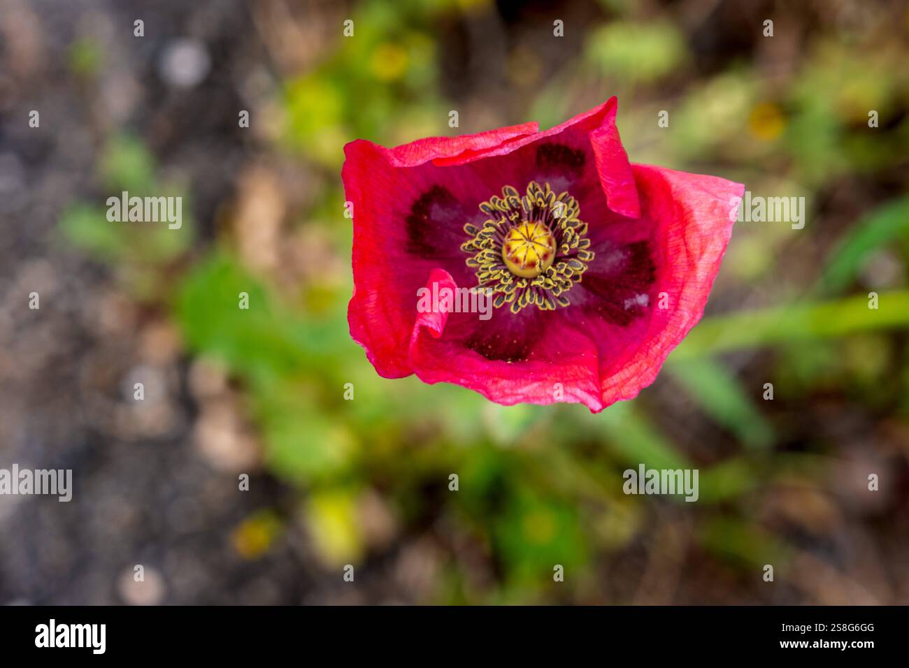 Mohnblume Pflanze Papaver, Villanova Monteleone, Europa, Provinz ...