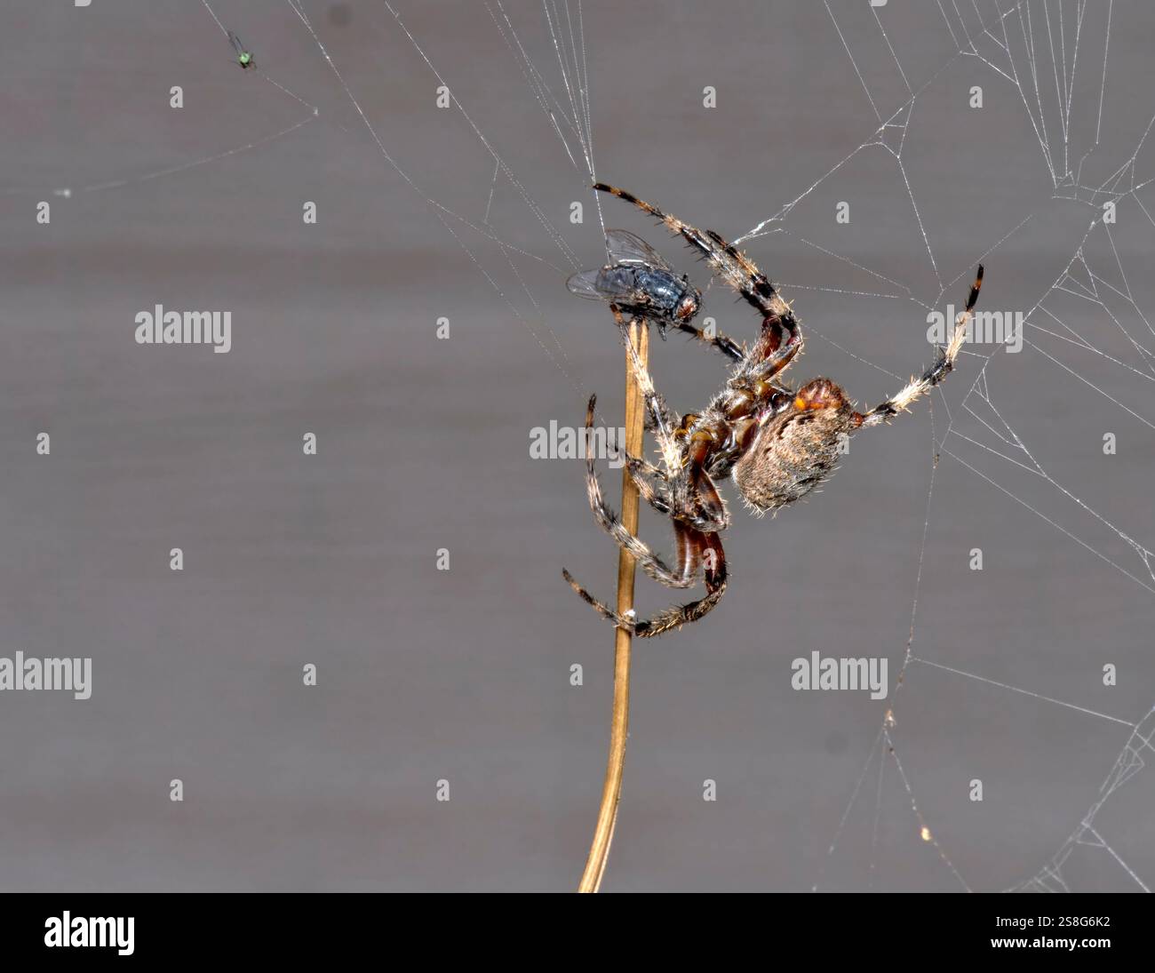 Orb Weaver spider with a trapped fly Stock Photo - Alamy