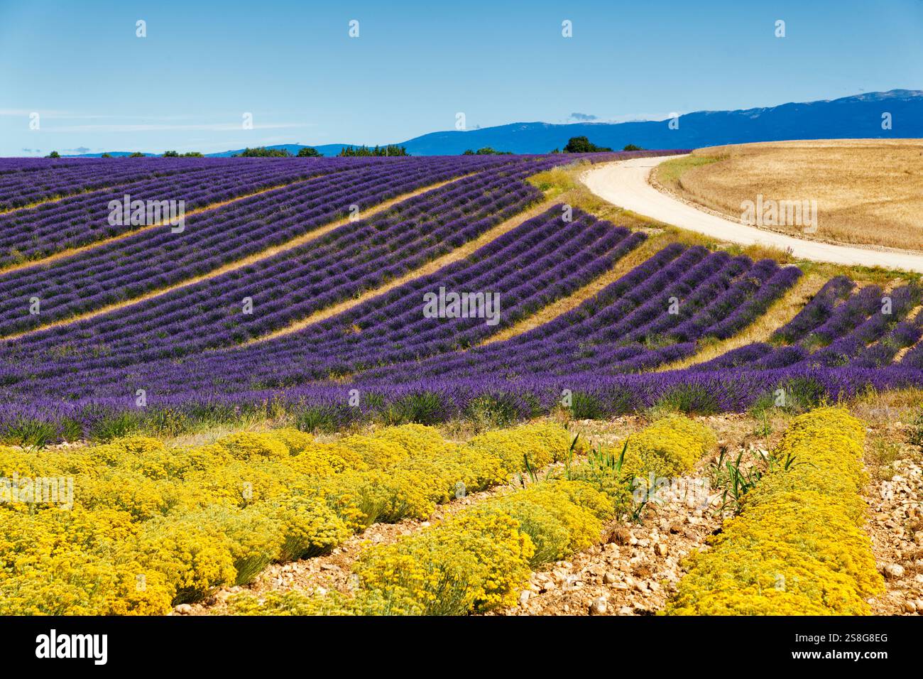 Field rows lavender in hi-res stock photography and images - Alamy