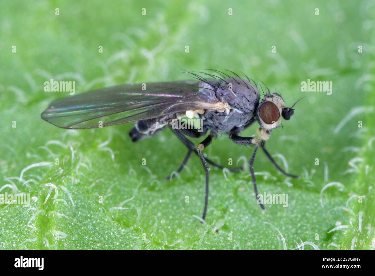 Onion fly maggot hi-res stock photography and images - Alamy