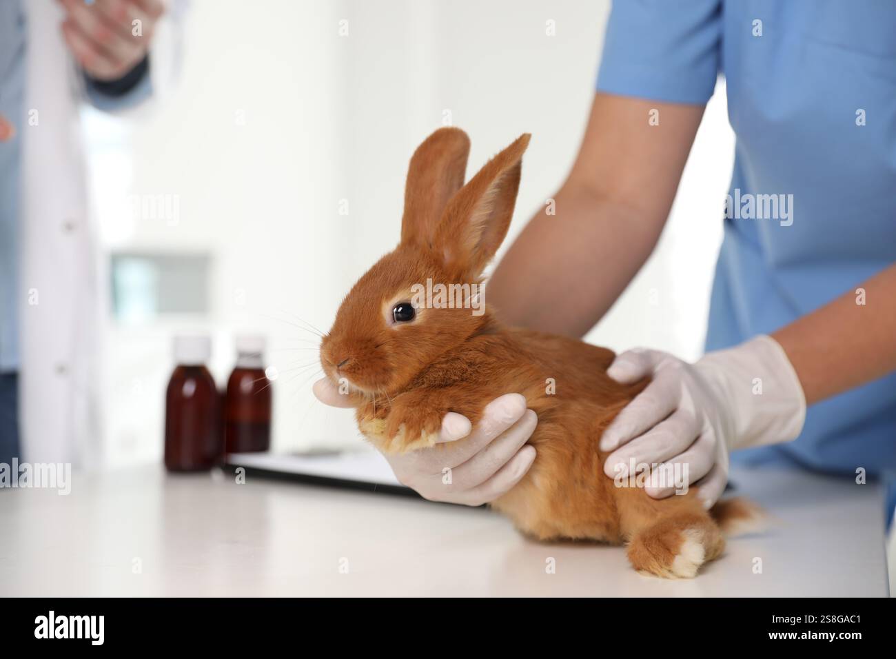 Professional veterinarian examining bunny in clinic, closeup Stock ...