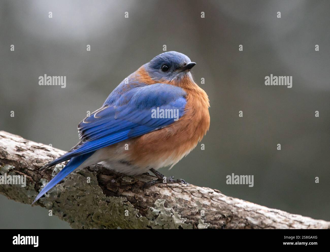 Closeup of an eastern bluebird isolated on a tree branch Stock Photo ...